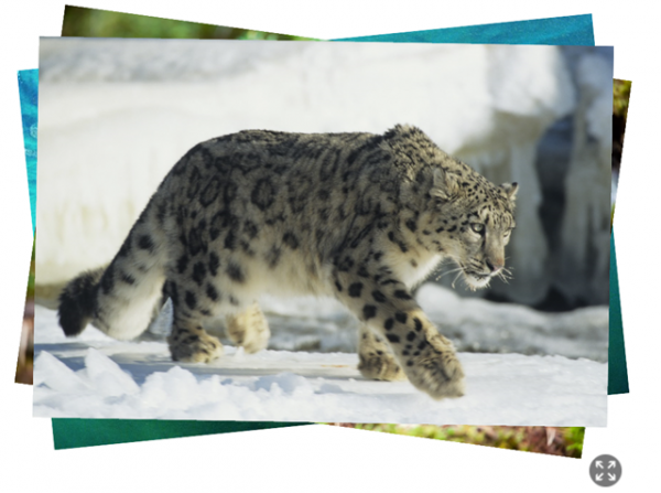 Microsoft Office Sway, a new experience for sharing Content