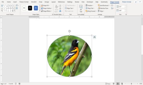 How to insert a Picture into a Shape in Word