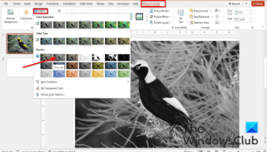 How to make Picture Grayscale and Color in PowerPoint