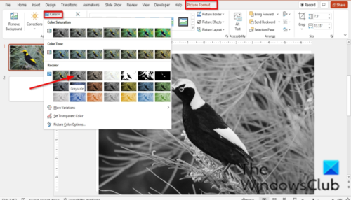 How to make Picture Grayscale and Color in PowerPoint