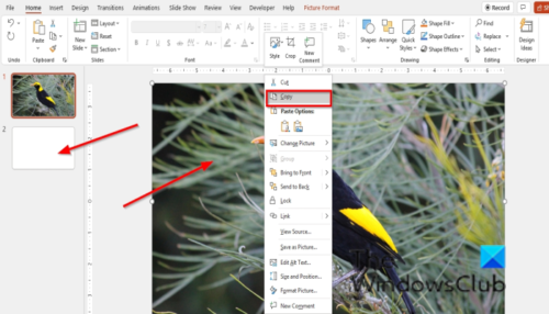 How to make Picture Grayscale and Color in PowerPoint