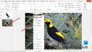 How to make Picture Grayscale and Color in PowerPoint