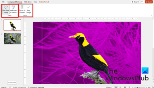 How to make Picture Grayscale and Color in PowerPoint