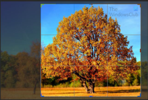 How to use the Crop Tool in Photoshop to crop images