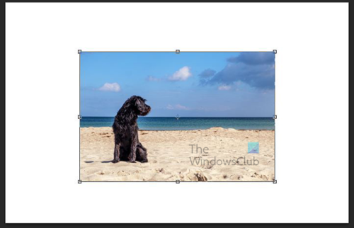 How to resize Image without Distortion or Stretching in Photoshop