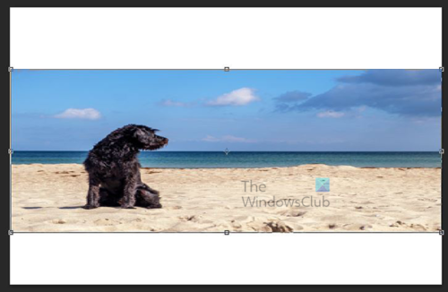 How to resize Image without Distortion or Stretching in Photoshop