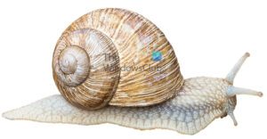 How to Trace an Image in GIMP